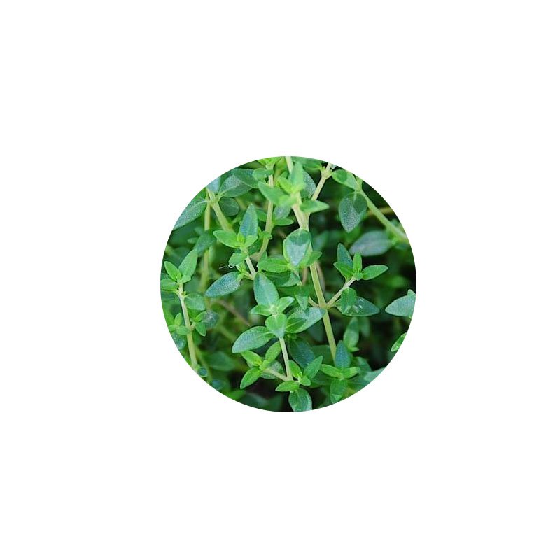 Essential Oils | Raw Essentials