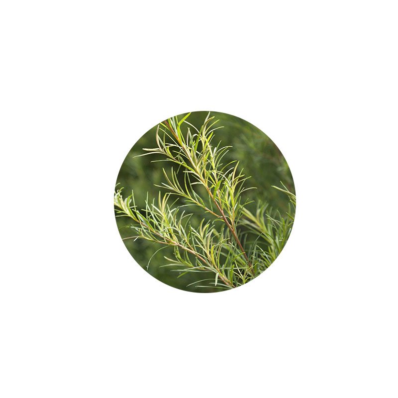 Essential Oils | Raw Essentials