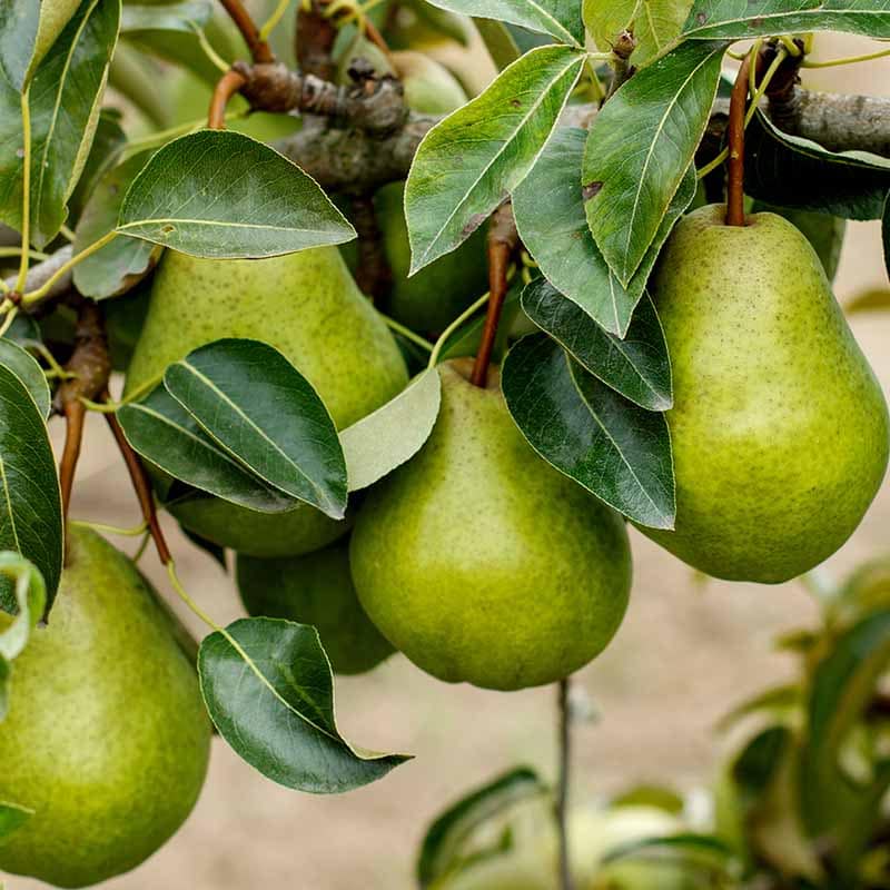 English Pear & Freesia Fragrance Oil - Raw Essentials