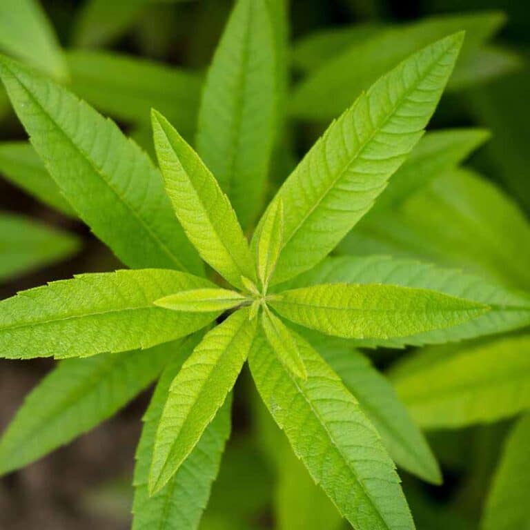 Lemon Verbena Fragrance Oil - Raw Essentials