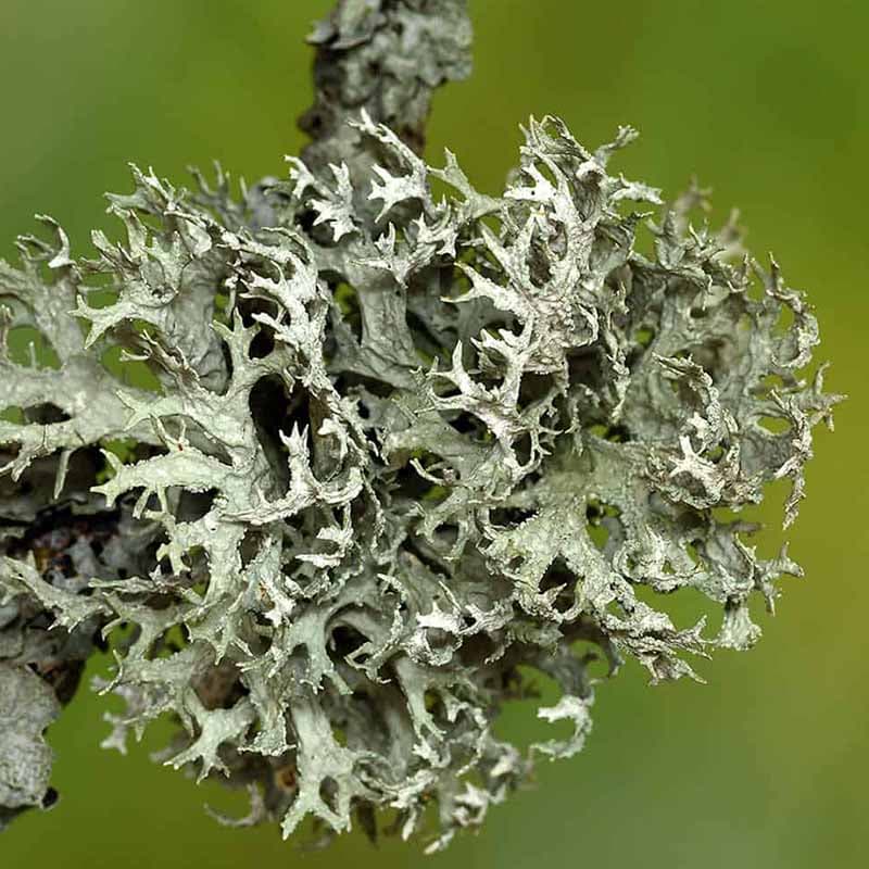 Oakmoss Fragrance Oil – Raw Essentials