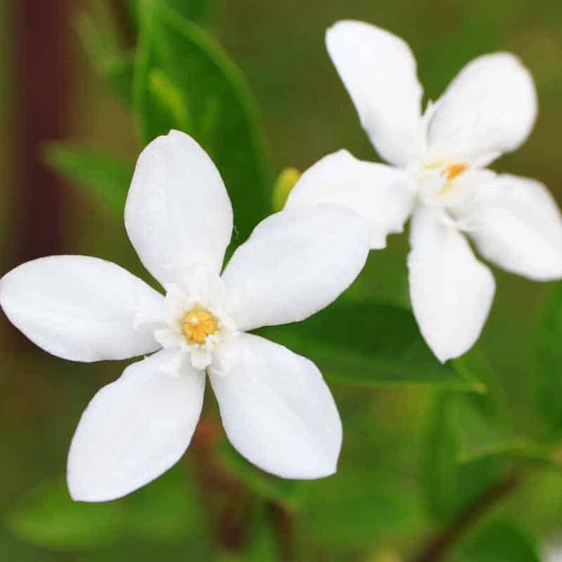 White Jasmine & Mint Fragrance Oil - Raw Essentials