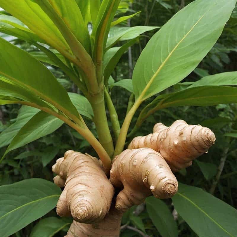 Ginger Essential Oil - Raw Essentials